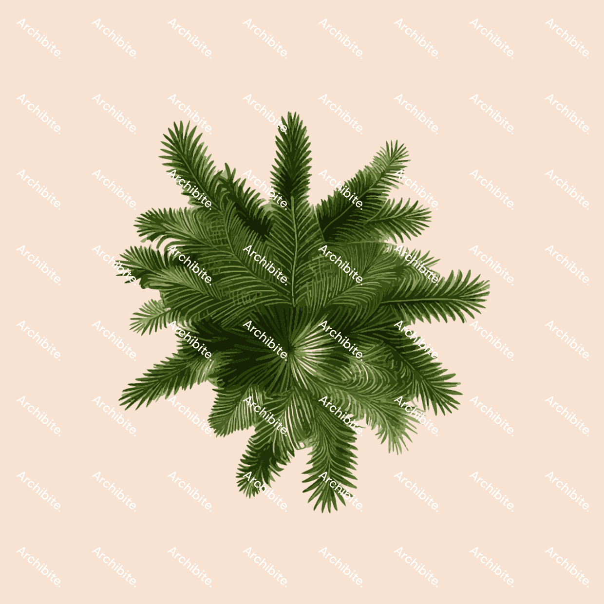 Vector Conifer Trees Plan - archibite.com