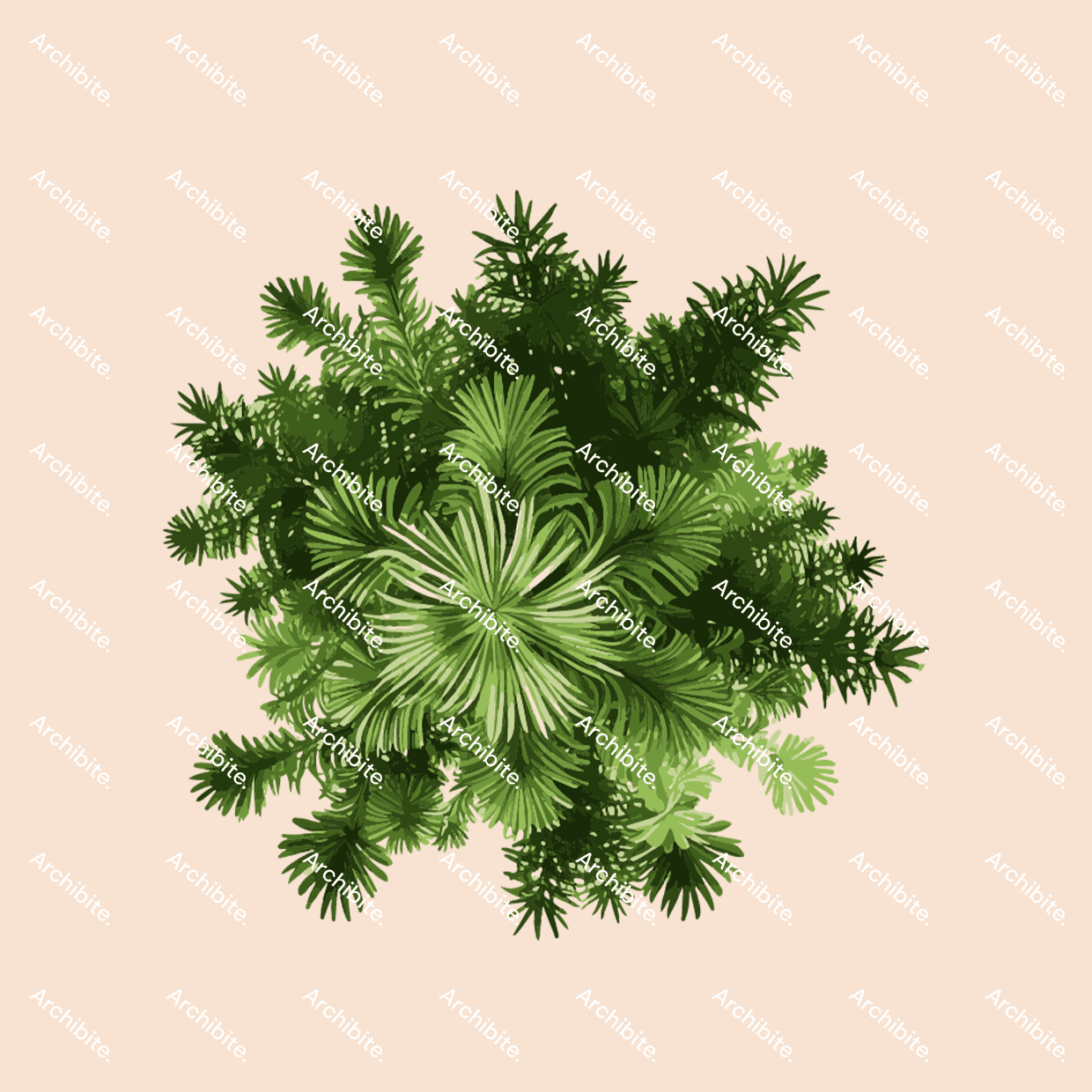 Vector Conifer Trees Plan - archibite.com